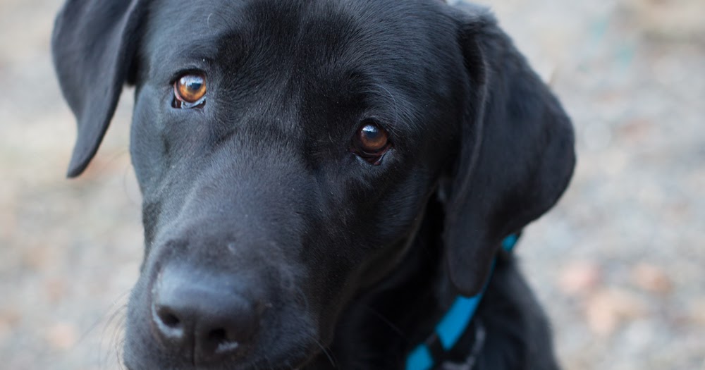 Shelter Dogs of Portland: "NORRIS' goofy classic Black Lab