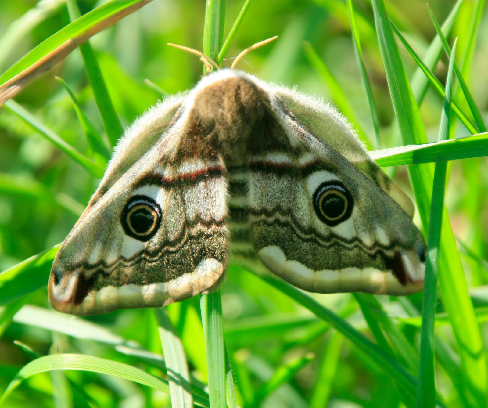 Pembrokeshire Wildlife: Emperor Moth