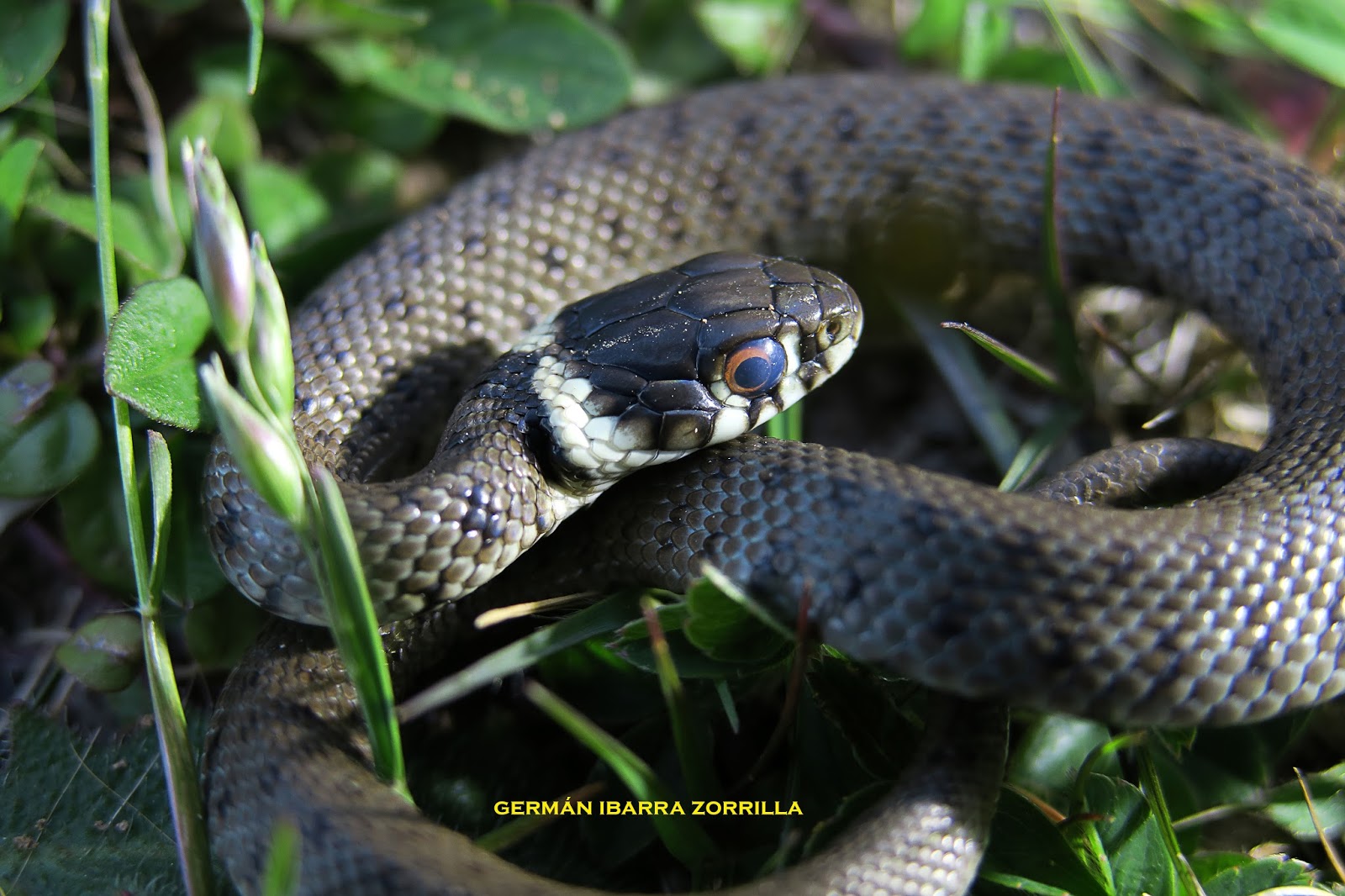 FAUNA COMPACTA el blog de Germán Ibarra Zorrilla: Culebra de collar ...
