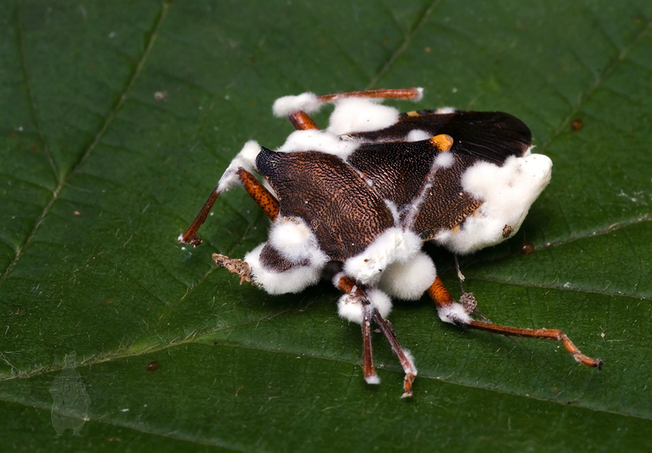 จุลินทรีย์ควบคุมโรคพืช: Beauveria bassiana