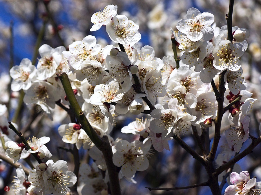 FROM THE GARDEN OF ZEN: Ume (Prunus mume) flowers in Engaku-ji