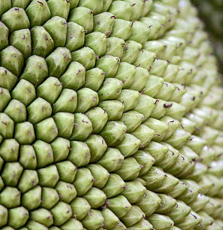 Stock Pictures: Jackfruit or Phanas Photographs