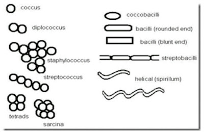 Mengenal Koloni Bakteri: Ciri-ciri, Sifat dan Bentuk Koloni Bakteri