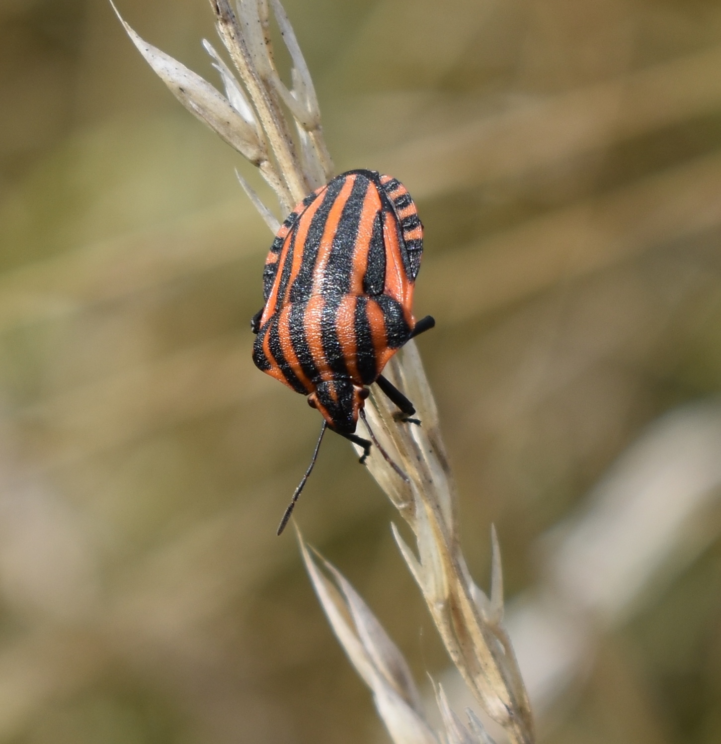 The Bald Birder (and Moffer): Graphosoma lineatum, Striped bug or ...