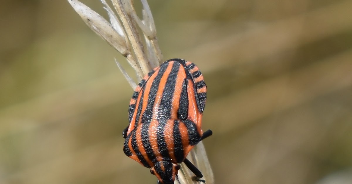 The Bald Birder (and Moffer): Graphosoma lineatum, Striped bug or ...