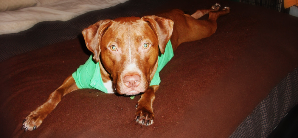 Pit Bull Frogs: Pit Bull Frog Photos