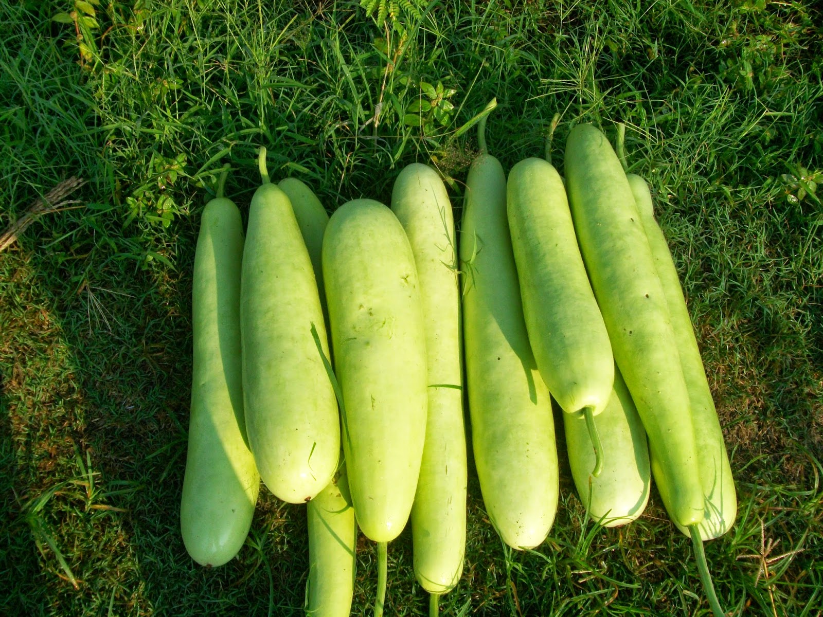 CARA MENANAM DAN BUDIDAYA BLONCENG/KONDUR | Pertanian