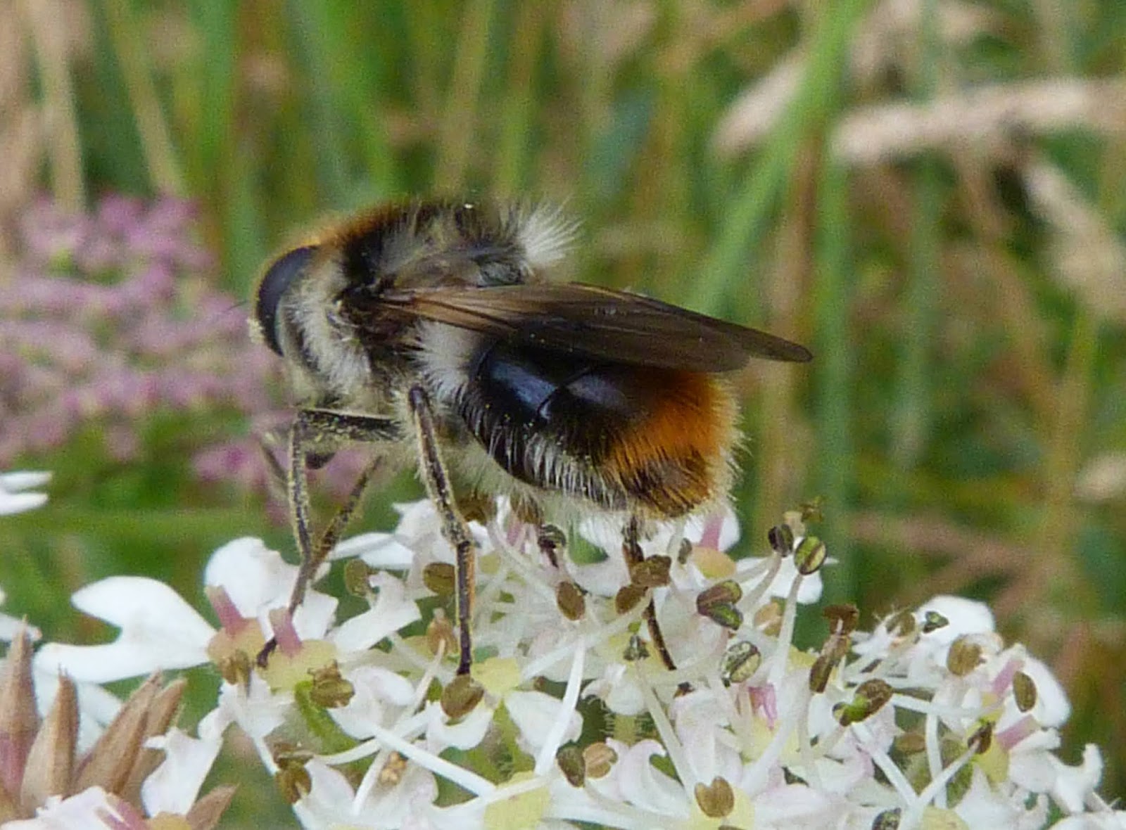 Insects of Scotland: Hoverflies