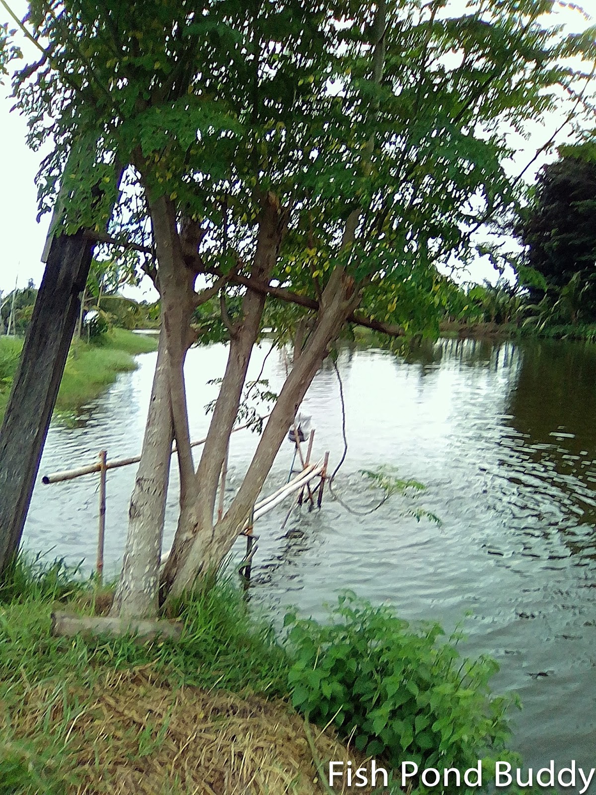 Fish Pond Buddy: Common Medicinal Plants, Fruits, Trees in the Fish Farm