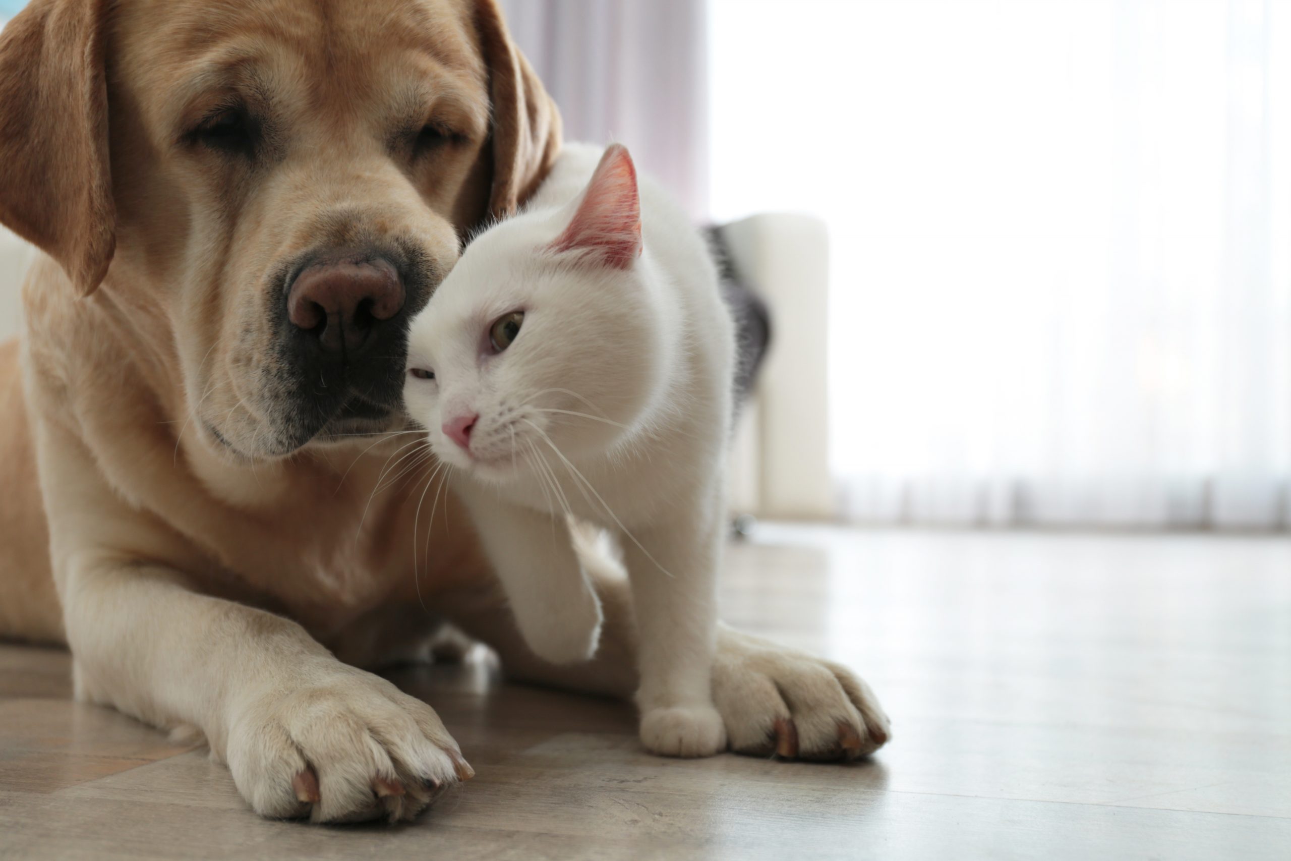 ANIMALS TIME : Cats and Dogs time (hora de Gatos y perros) Gallery 8