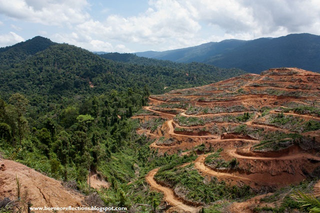 Borneo Reflections: A Round Trip to Tongod and Nabawan