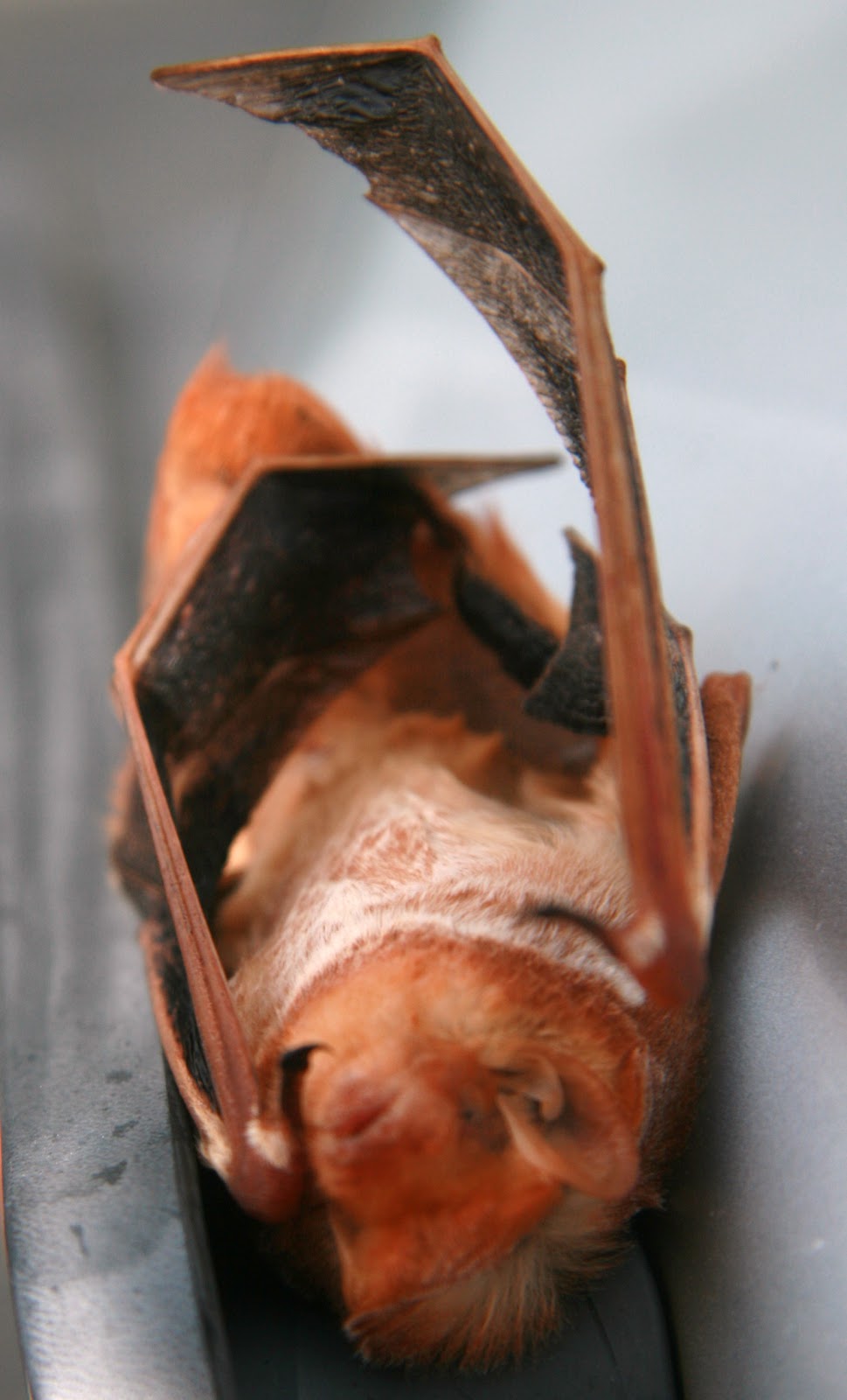 Project WHom 365: I've heard of bats in the belfry but...