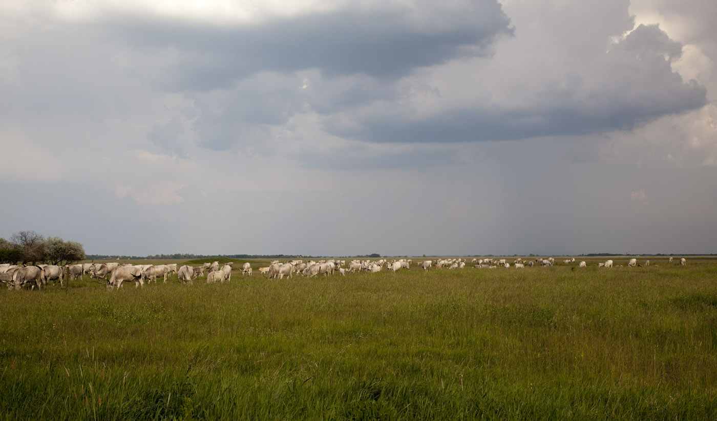 pewit: Puszta landscapes