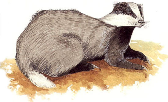 Universo Animal: Tejón