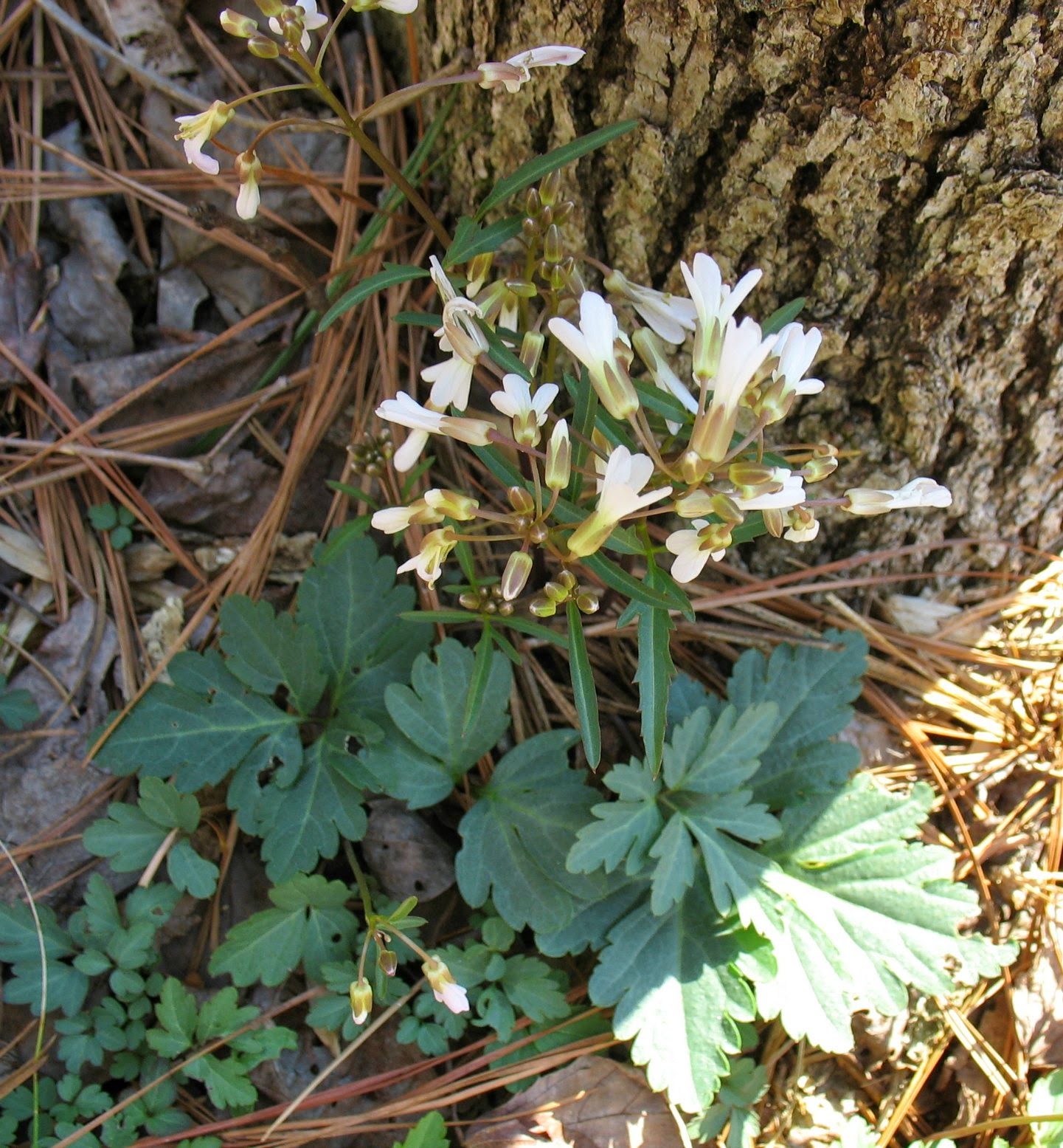 Using Georgia Native Plants: Pass the Mustard