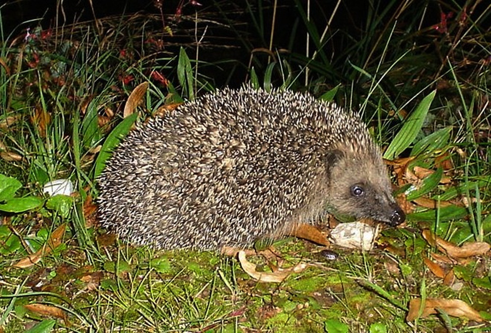 Blog do Edu Ambiental: Ouriço