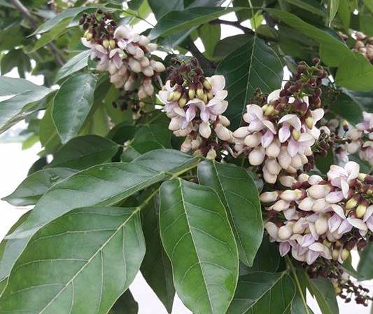 කරඳ / මඟුල්කරඳ [Karada / Magulkrada] (Pongamia pinnata) ~ අපේ ඔසුපැළ ...