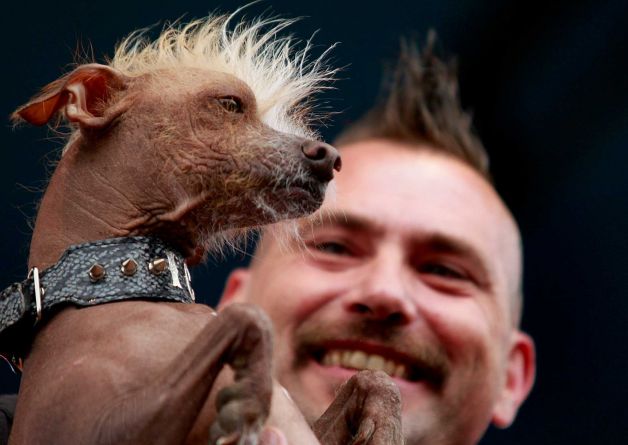 The dog in world: Ugly Mugly Wins Ugliest Dog Contest