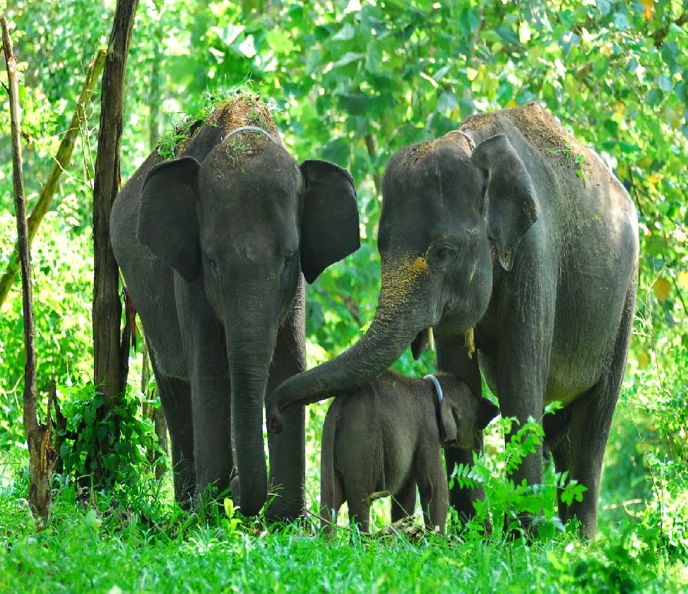 Gajah Sumatera Elephas Maximus Sumatranus