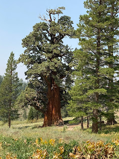 Tuolumne County Trailhead: TCT #35 -- The Bennett Juniper