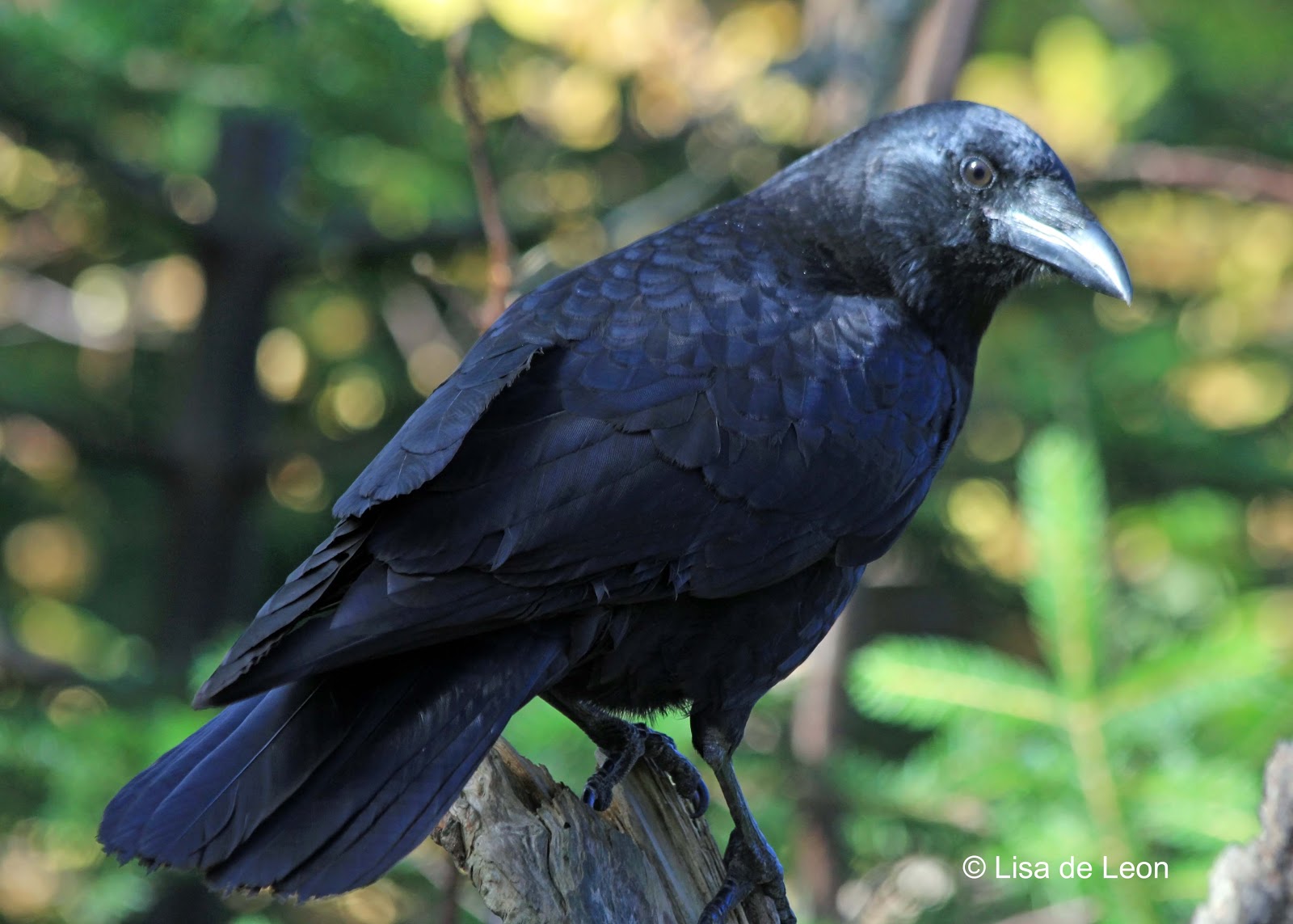 Birding with Lisa de Leon: Simplicity