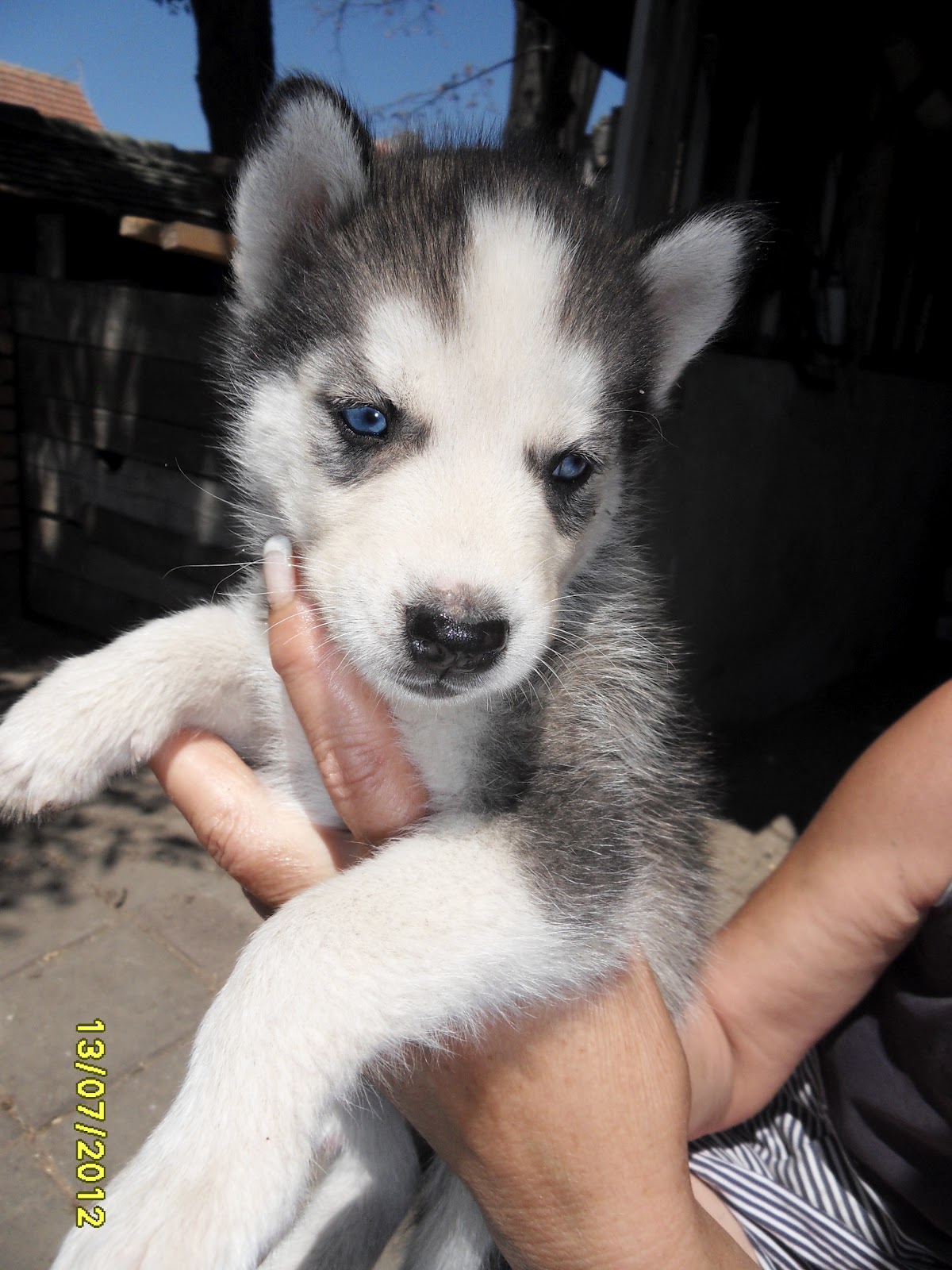 SIBIRSKI HASKI NA PRODAJU: SIBIRSKI HASKI PRODAJA