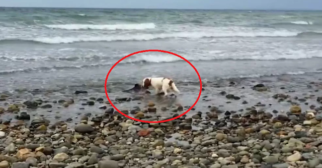 Dog Finds a Baby Dolphin Stranded On Beach And Immediately Jumps To The ...