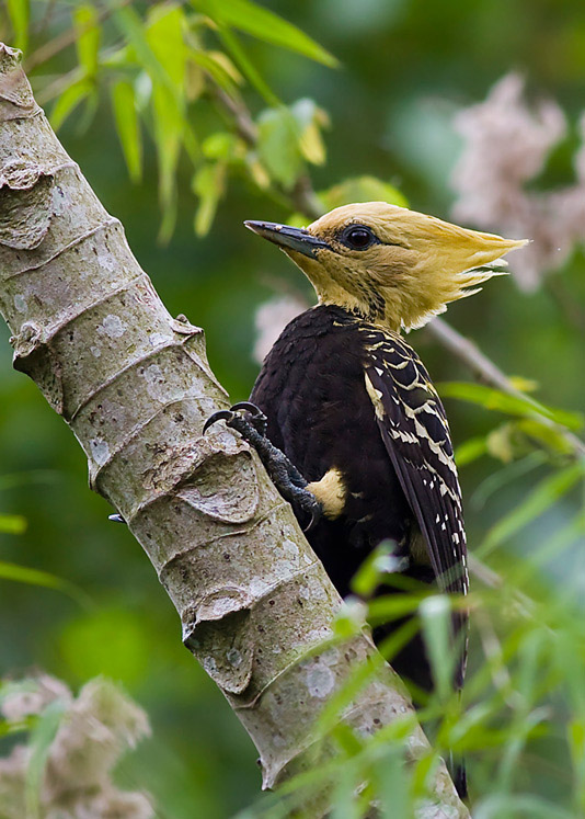 ECOWILDLIFE BIRDWATCHING: MYANMAR: Pequeñas aves de Indochina