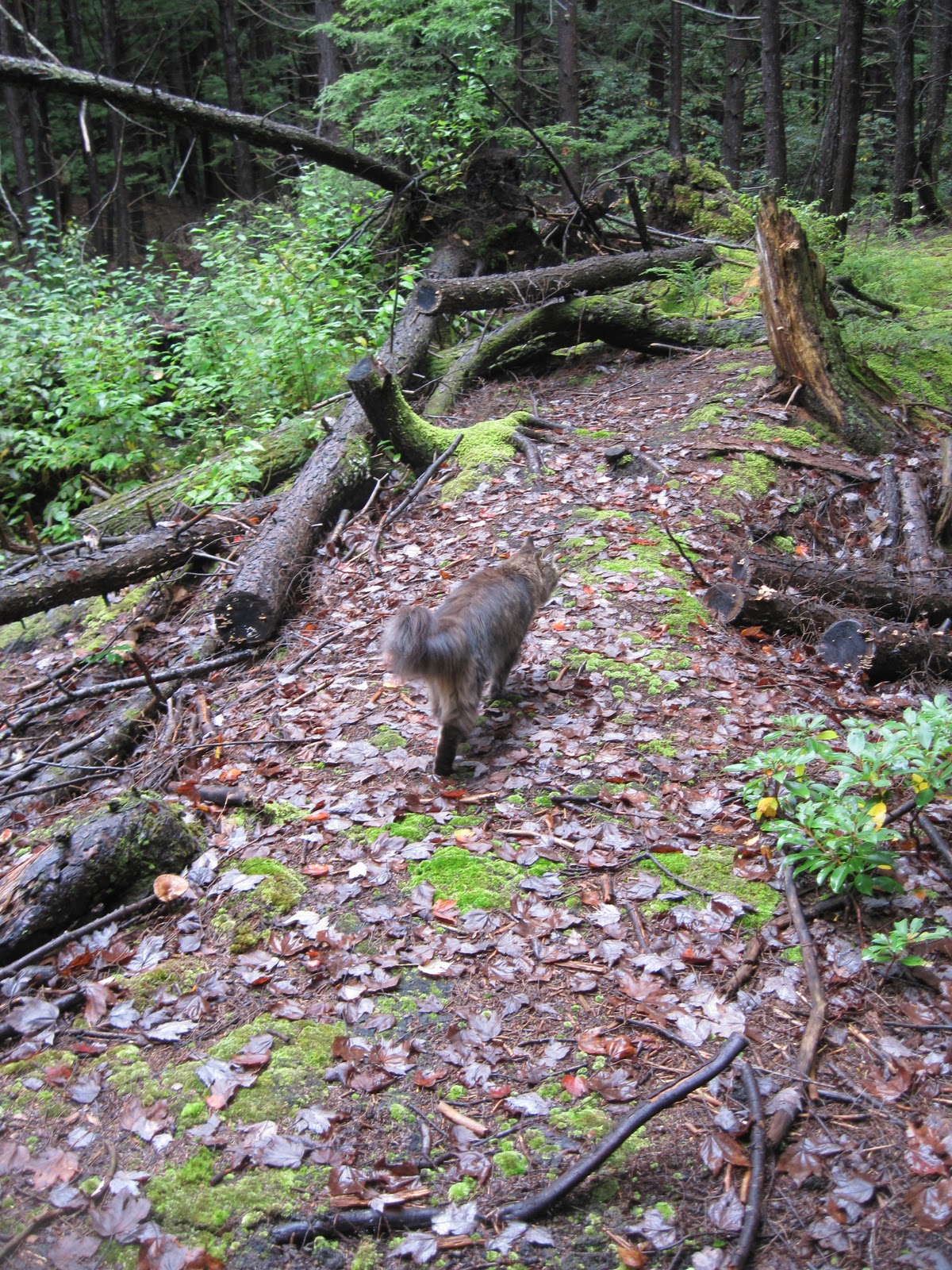 RavenWood Forest: Whirling Water and Tinkling Drops