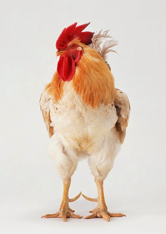 21 Gambar Ayam Stock Photo High Resolution