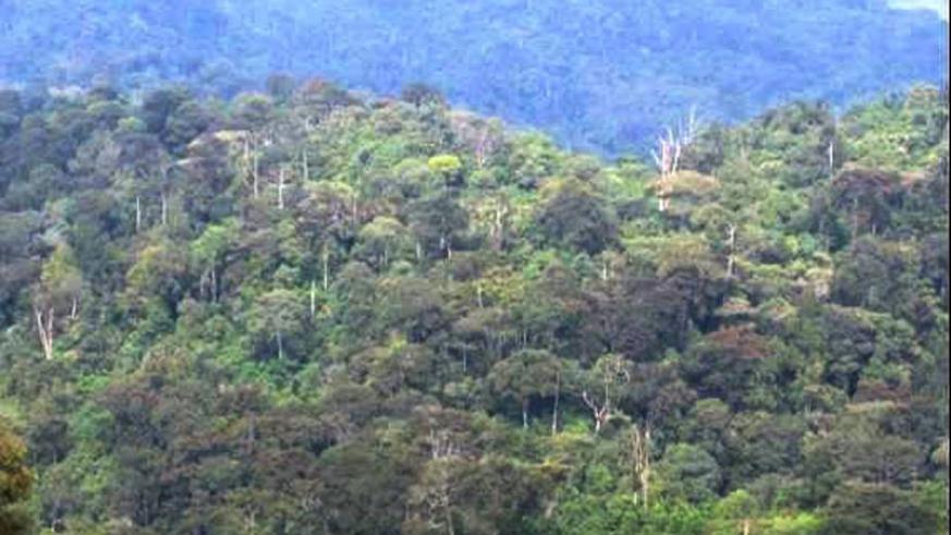 A Hub of Science: Protecting and restoring Rwanda’s natural forests