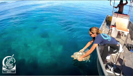 The Best Shark Dive in the World!: More Poaching on Shark Reef!