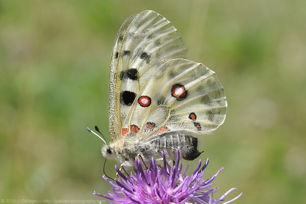 macroinstantes: Parnassius apollo pyrenaicus (II)