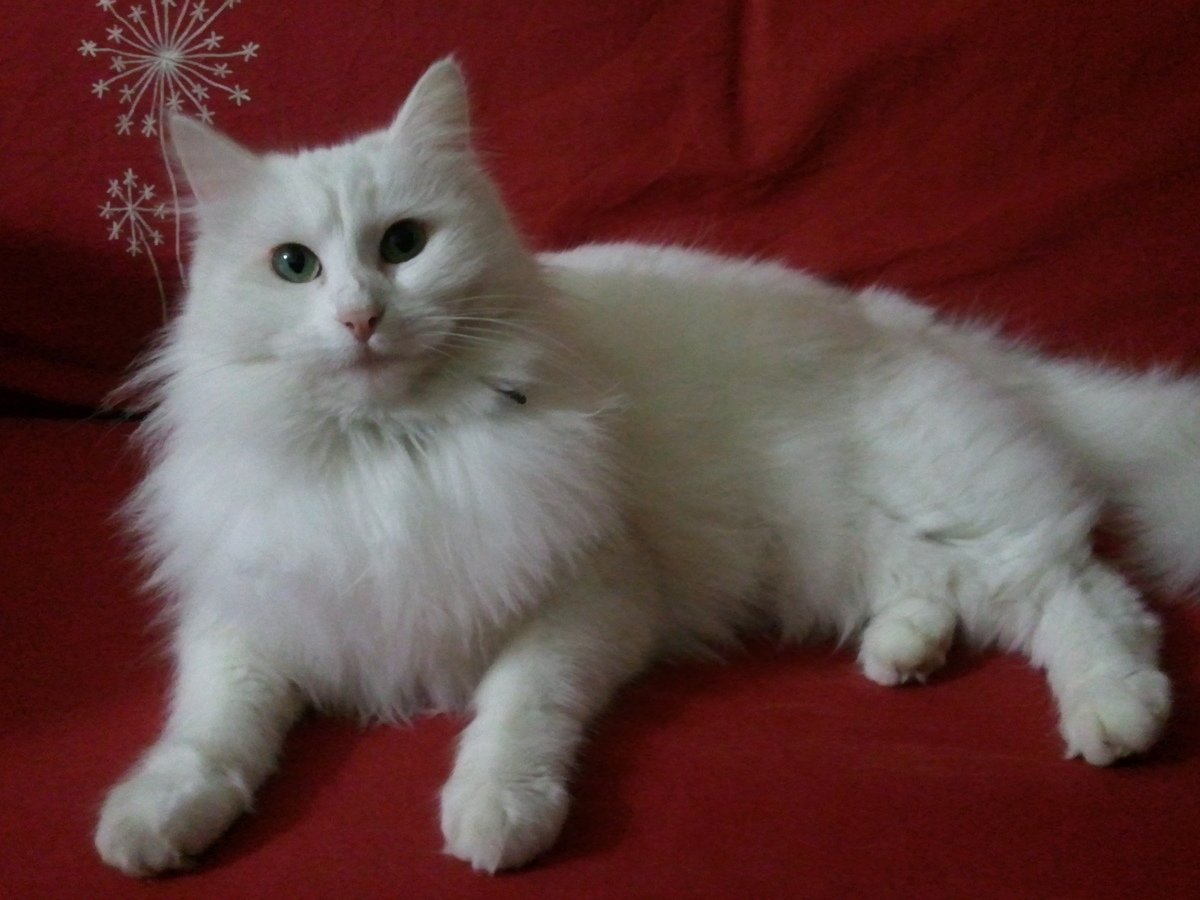 Animales Domesticos: GATO ANGORA TURCO