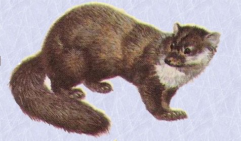 Zoológico Virtual do Koba: Fuinha