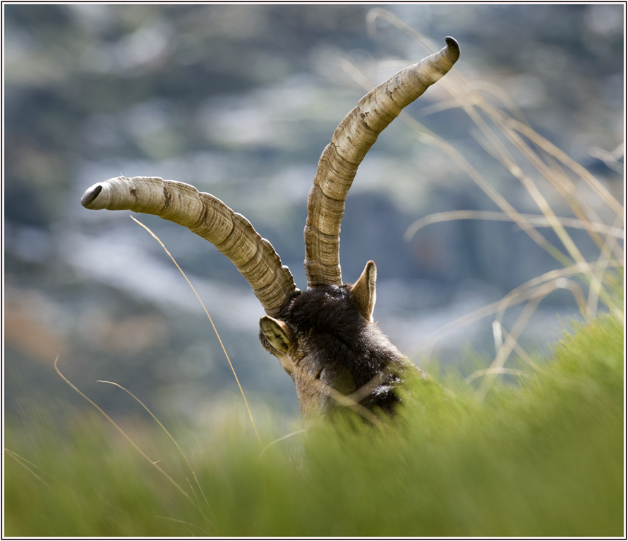 TOM DYRING WILDPHOTO / NN: IBERISK STEINBUKK / IBERIAN IBEX