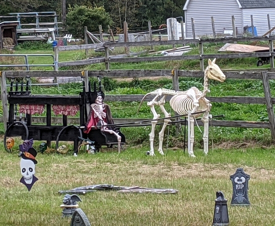 Runs for Cookies: Super Creative Skeleton Displays for Halloween!