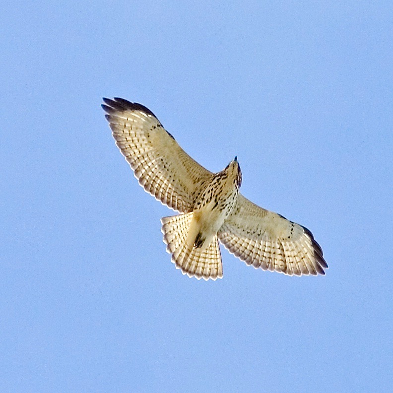 STOKES BIRDING BLOG: Prime Time Broad-winged Hawk Migration Now!!