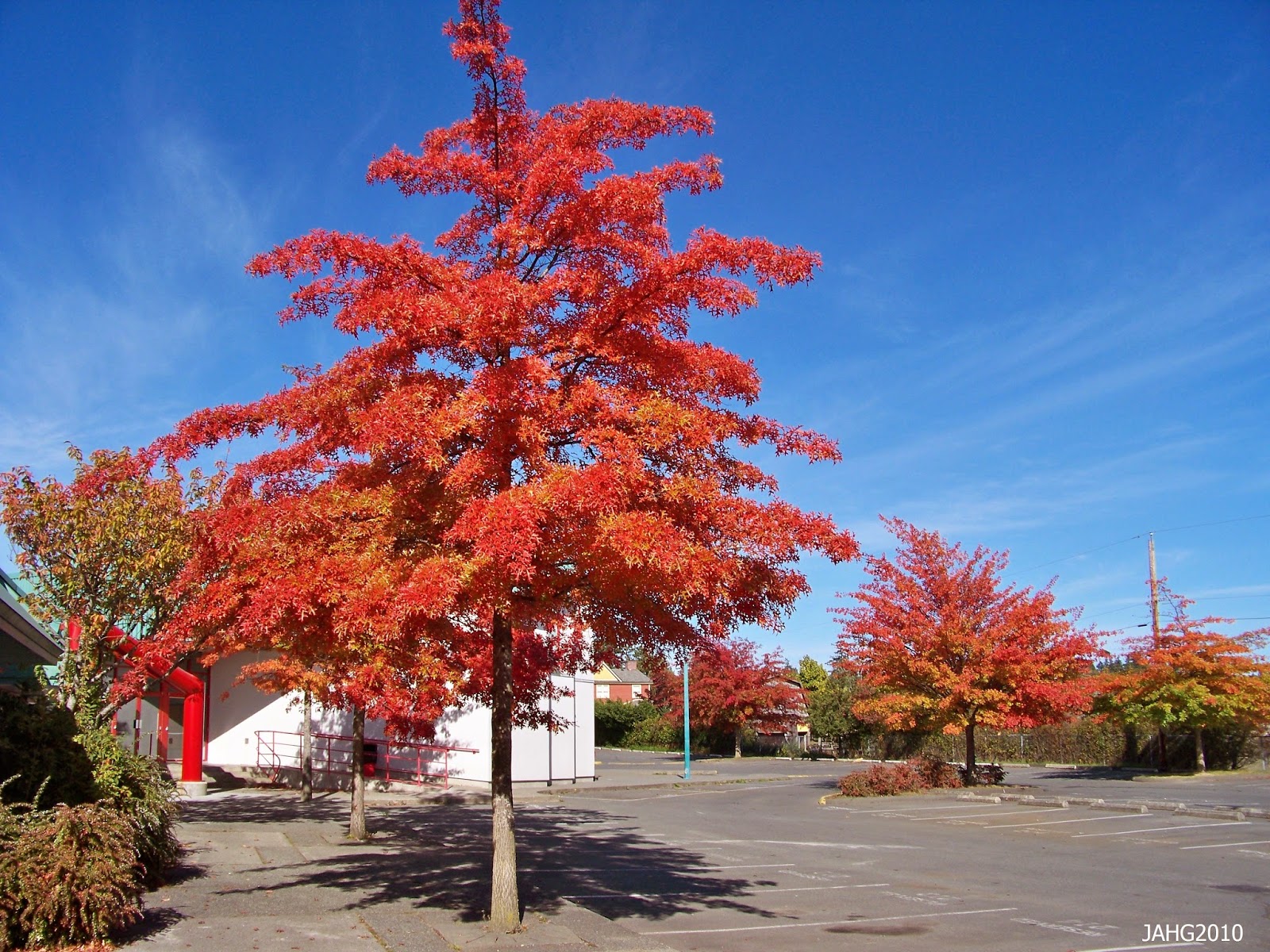 Trees Planet: Quercus coccinea - Scarlet Oak