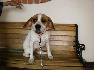 ZAGUATES Y MISINGOS: PERRITOS EN ADOPCION