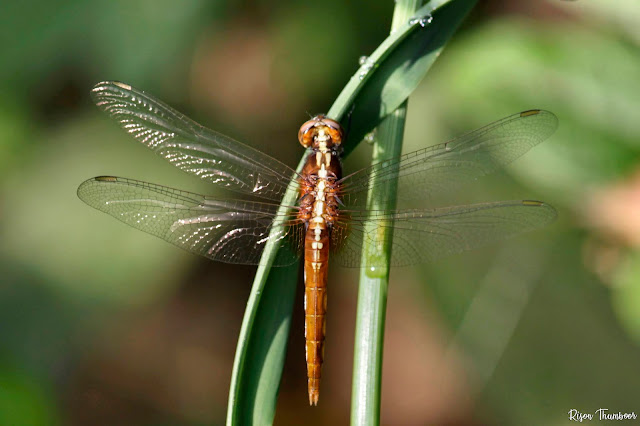 Dragonflies and Damselflies Of Kerala: Rufous Marsh Glider (Rhodothemis ...