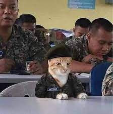 Michipedia: Tipos de michis