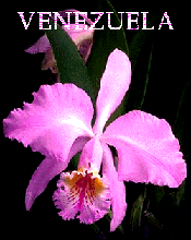 La orquídea, flor nacional: Flor Nacional de Venezuela..
