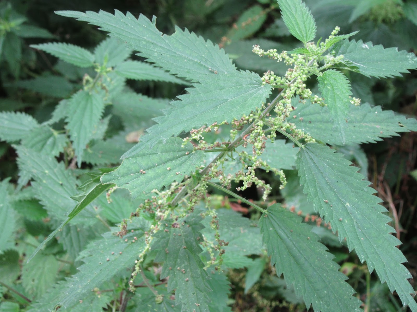 Bij Anne: Urtica Dioica