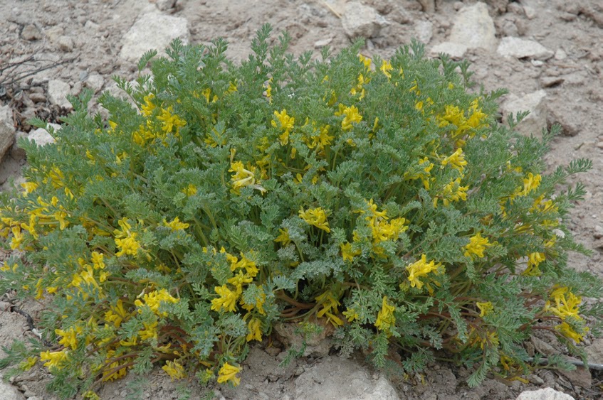 CO-Horts: Colorful Groundcovers for Mountain Communities