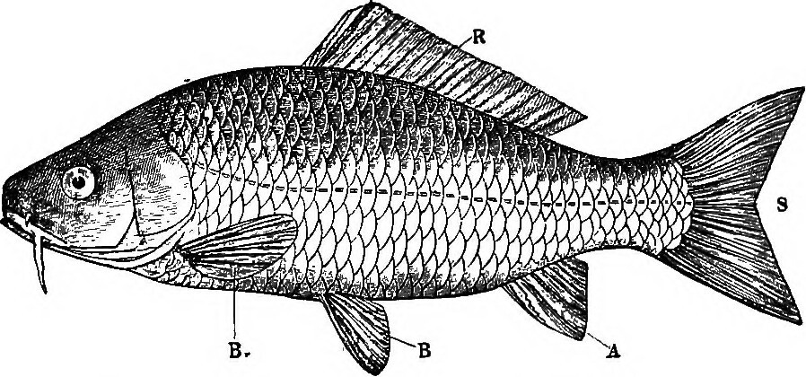 TYPES OF CAUDAL FINS - A Knowledge Point