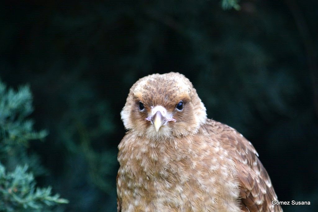 Aves de Lobería.: CHIMANGO Milvago chimango