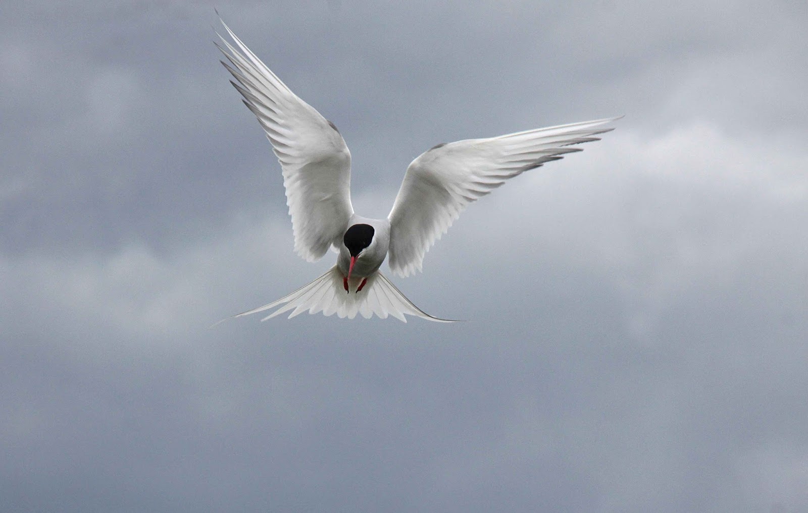 Dommelvos Natuurfotografie: Noordse stern (Arctic Tern, Sterna Paradisaea)