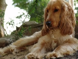 V.I.P Dogs: Γερμανικός Ποιμενικός