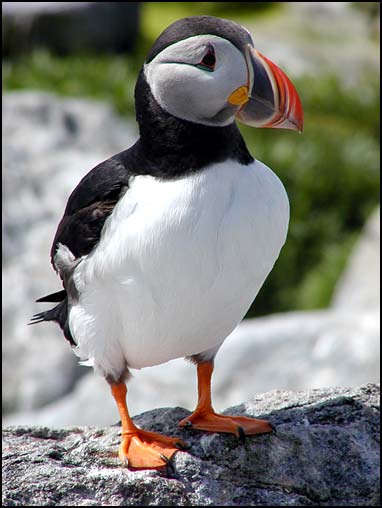 SH*T NEW YORKERS DO: Puffin: Fact or Fiction?